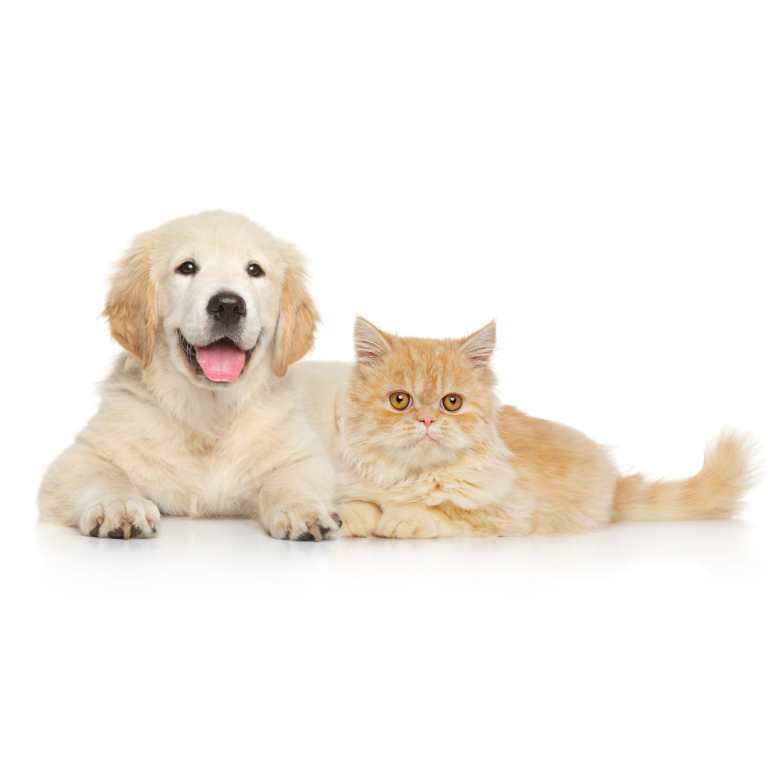 Pets and Pet Policies on Property - Navigate Housing